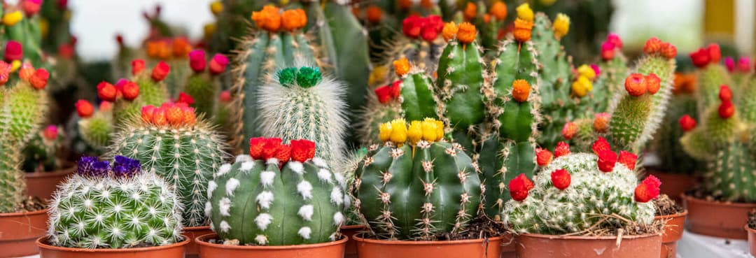 Grossistes pour fleuristes | Marché de Rungis