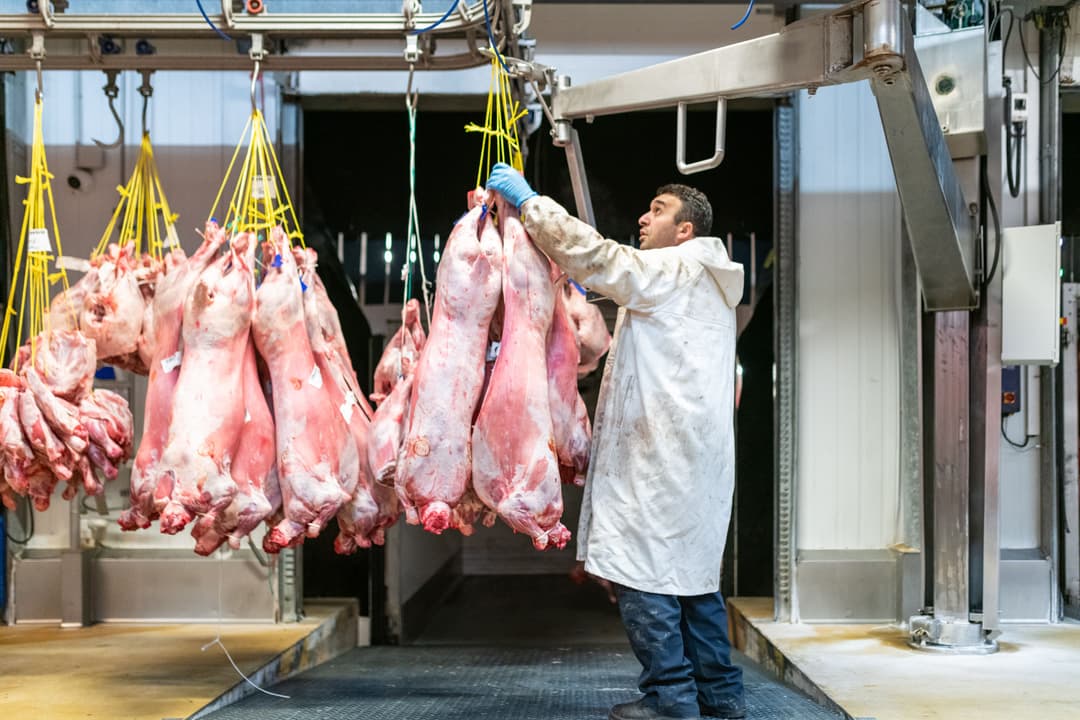 Grossistes en poulets pour professionnels | Marché de Rungis